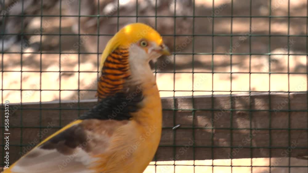 Chrysolophus pictus, Male golden pheasant rooster with magnificent colorful feather. A bird of ...