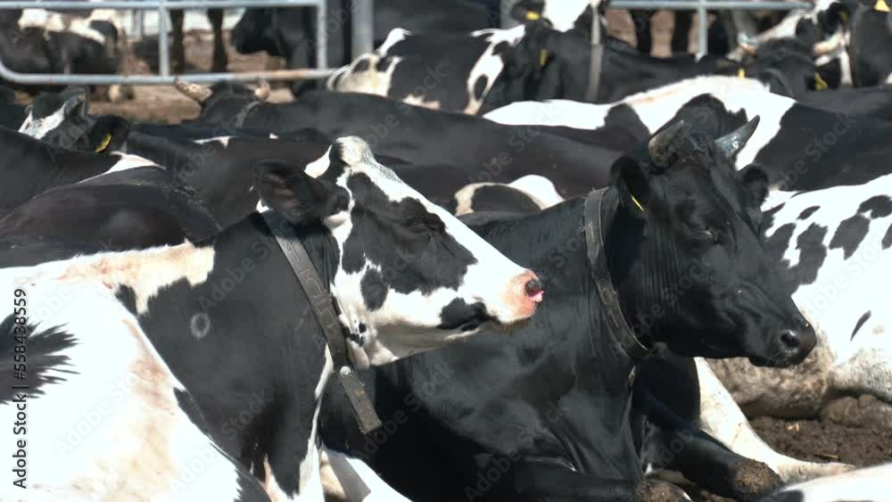Video Stock Focus on a cow lying on the ground of a farm with several ...