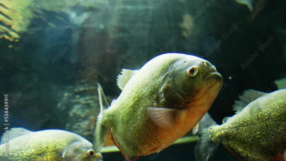 Closeup of Red-bellied piranha in a fish tank. Pygocentrus nattereri ...