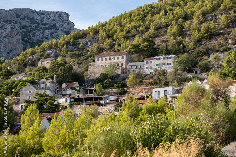 Small houses with vineyards, hidden by green pine trees under steep ...