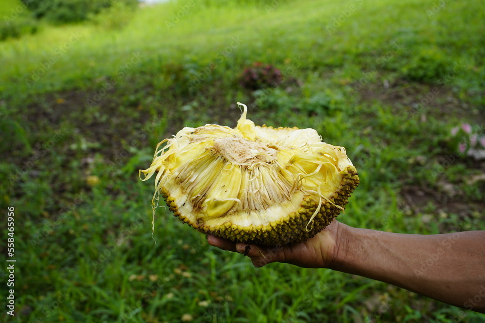 Jackfruit pulp (Artocarpus heterophyllus) is a species of tree in the ...