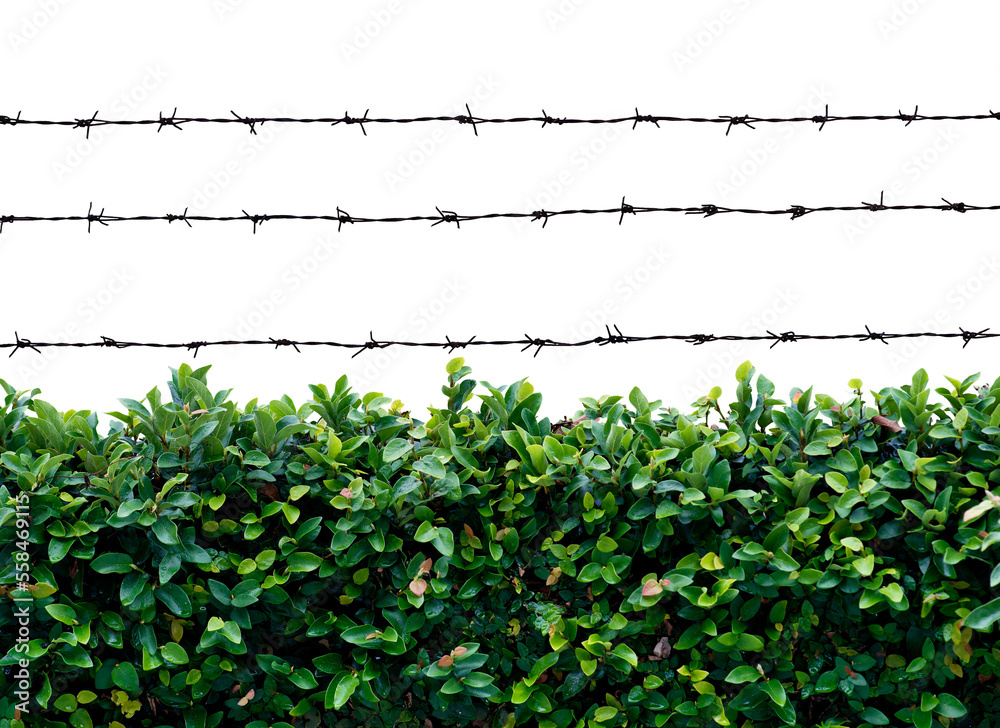 Barbed wire and creeper plant on transparent background. PNG file ...