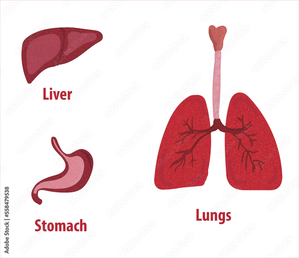 Human internal organs. Liver, Stomach, lungs. Vector sketch isolated ...