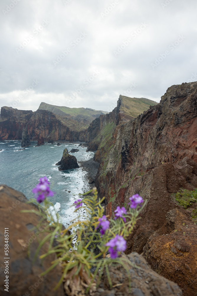 Beautiful pink flowers on the Madeira coast at the viewpoint called ...