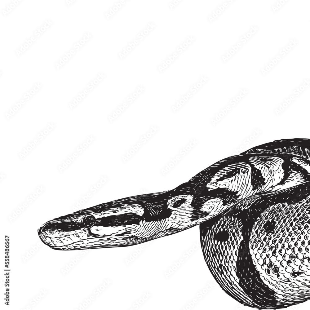 Snake in profile, black and white vector drawing Stock Vector | Adobe Stock