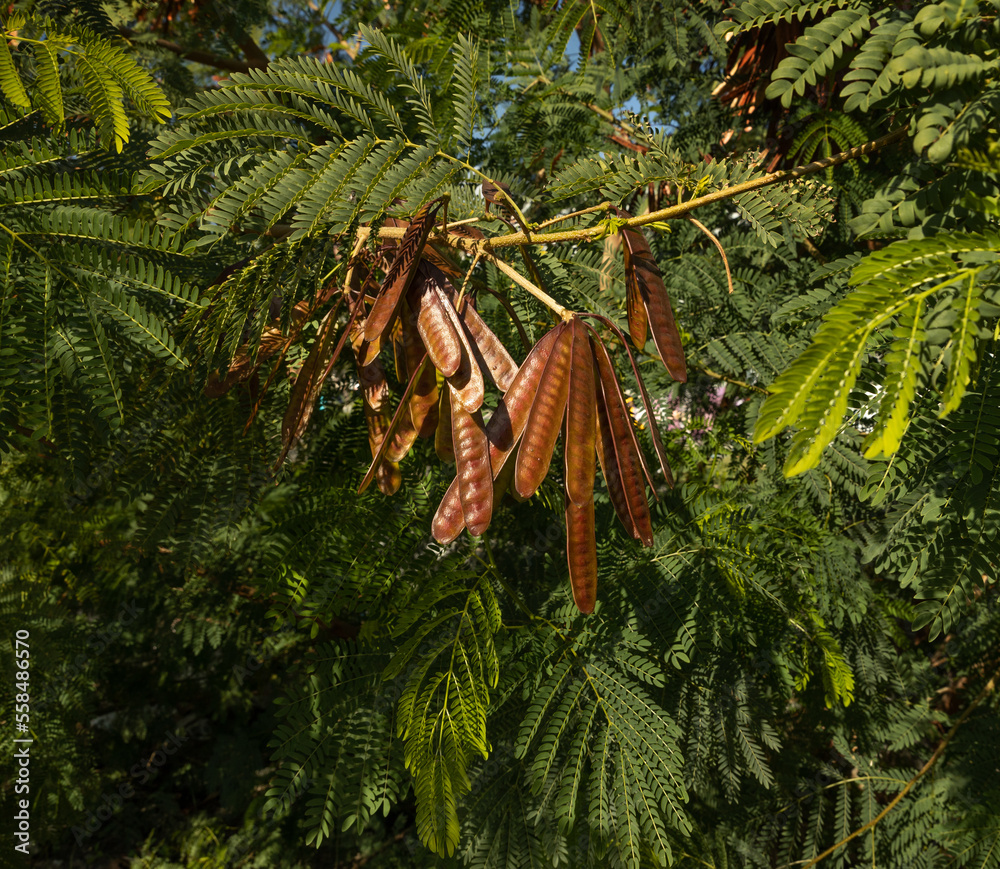 green lush branches of leucaena with seeds. acacia. wallpaper. High ...