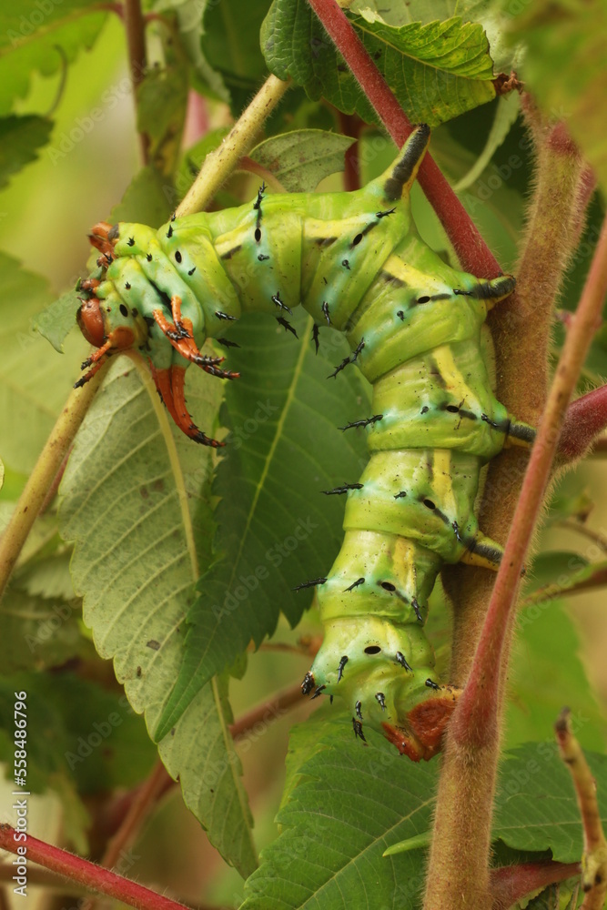 Hickory horn devil regal moth Citheronia regalis caterpillar Stock ...