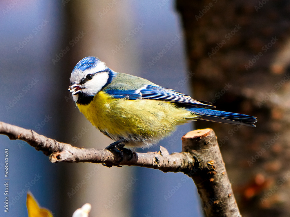 Blaumeise Stock Photo | Adobe Stock