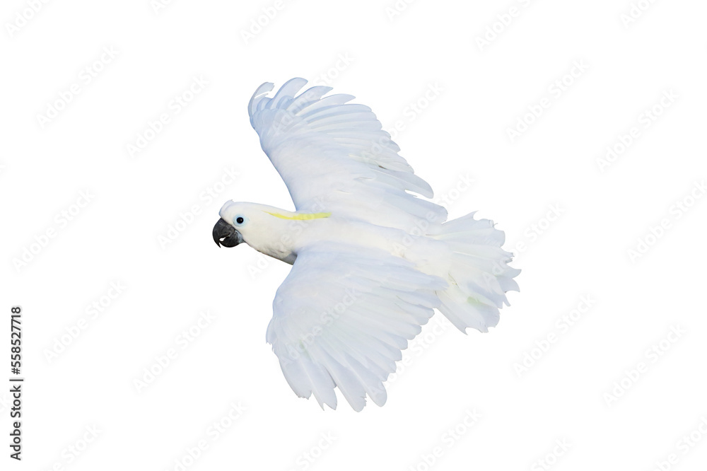 Beautiful cockatoo parrot flying isolated on transparent background png ...