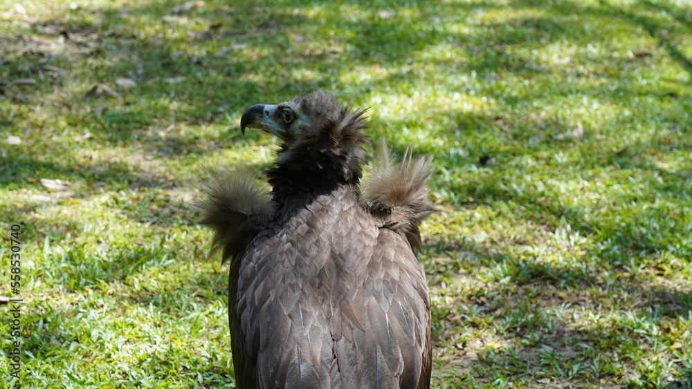 Der Europäische Schwarze Geier, auch bekannt als Mönchsgeier (Aegypius ...