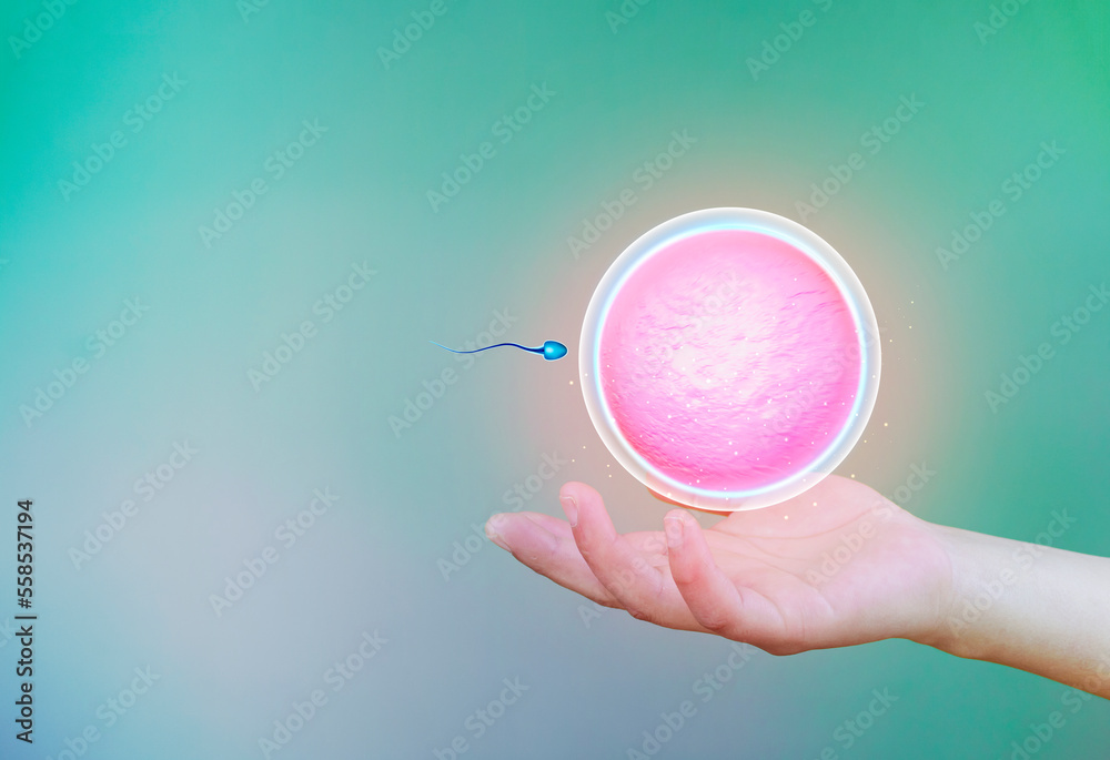 Pregnancy, fertilization of the ovum. natural insemination. Natural ...