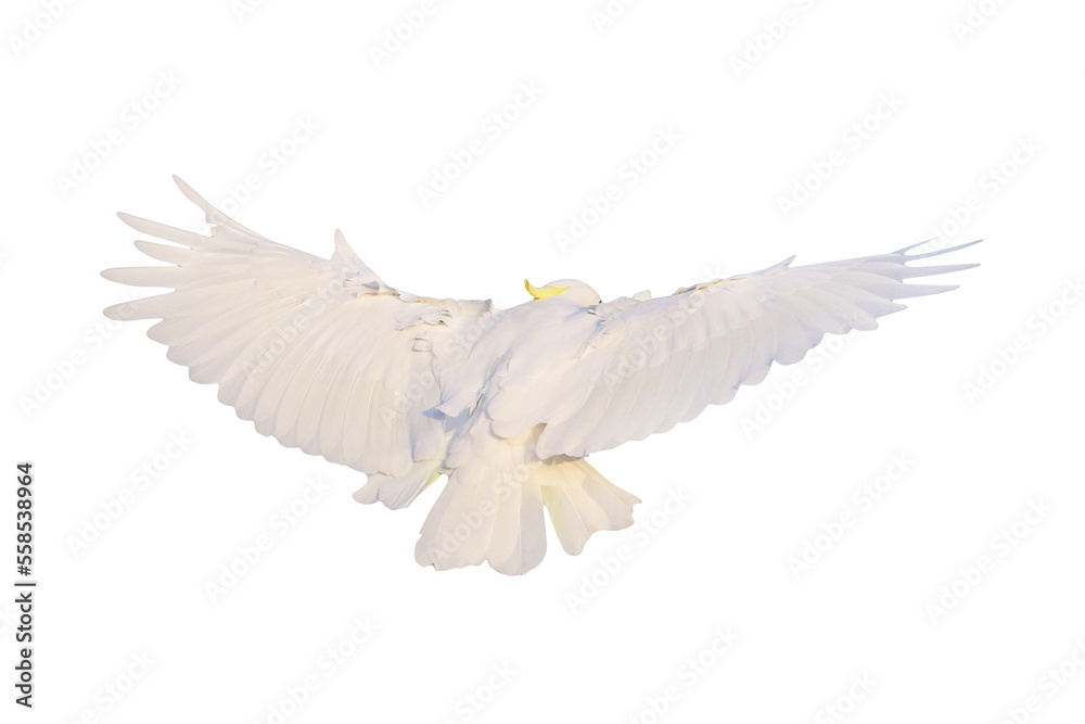 Beautiful cockatoo parrot flying isolated on transparent background png ...