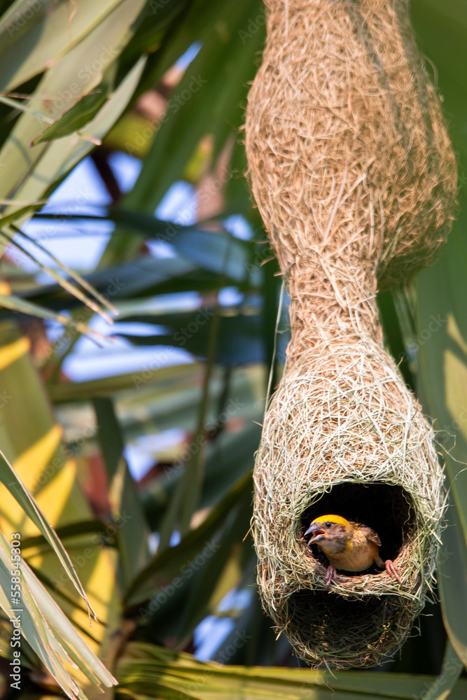 Weaver Birds' nest Stock Photo | Adobe Stock