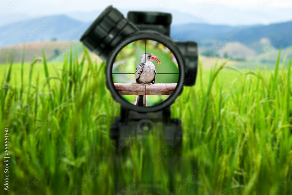 Bolt action sniper rifle hunting aiming on bird hunting. Image of a ...