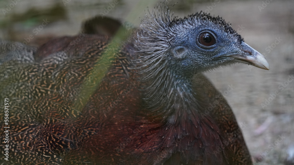 The Great Argus (Argusianus argus) is a stunning and large bird native ...