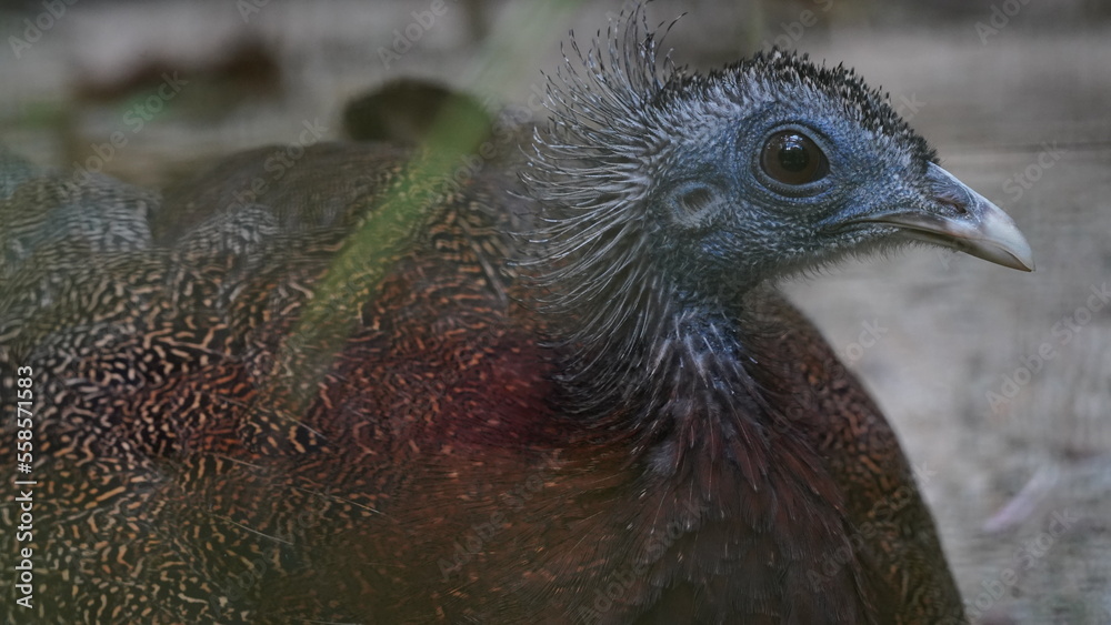 The Great Argus (Argusianus argus) is a stunning and large bird native ...