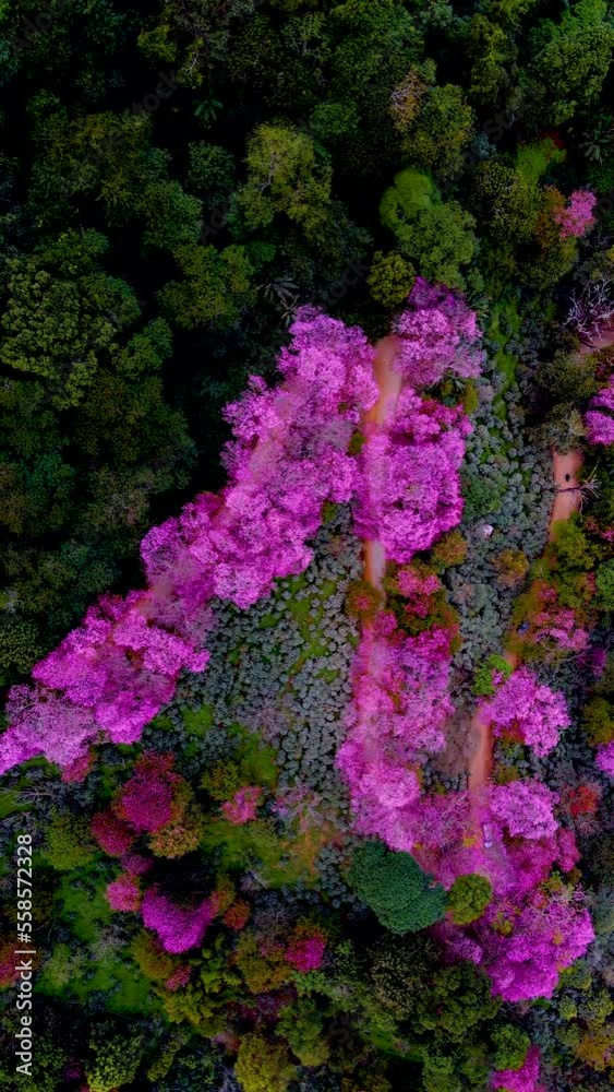 Sakura Cherry Blossom in Chiang Mai Khun Chan Khian Thailand at Doi Suthep, Aerial view of pink ...
