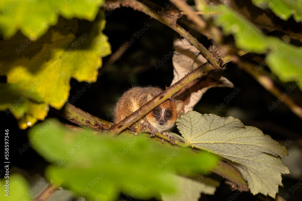 Nocturnal Goodman's mouse lemur (Microcebus lehilahytsara) Endangered ...