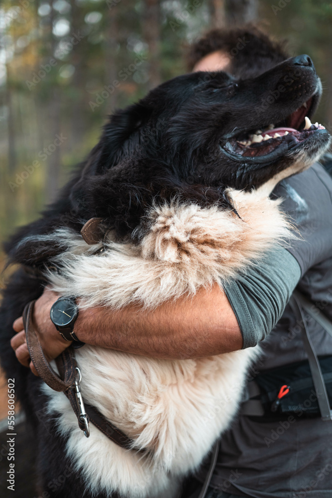 Huge happy young newfoundland dog. Black and white dog held down by his ...