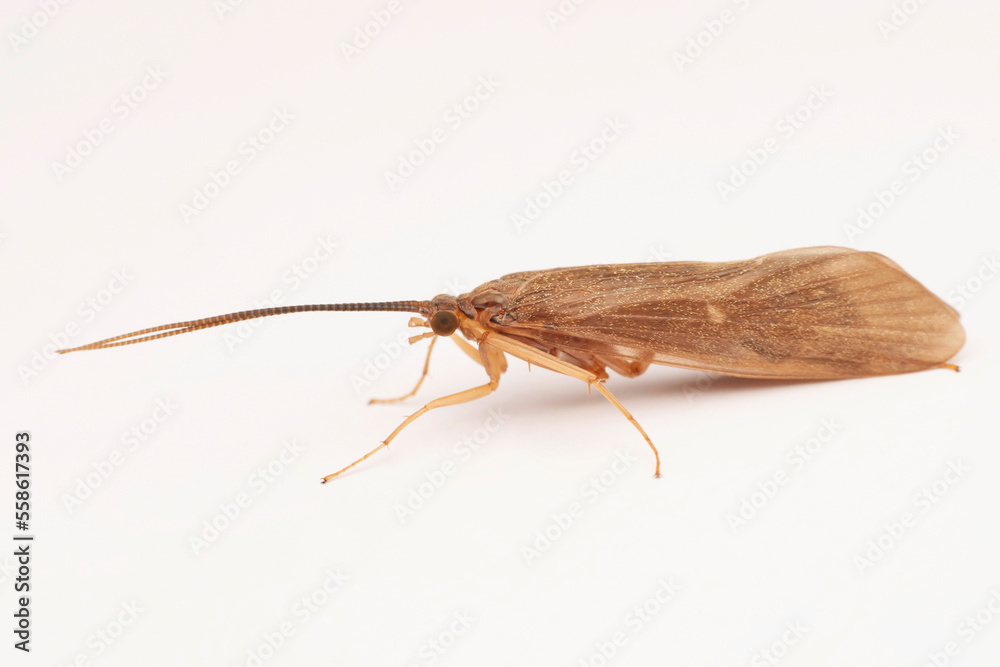 Caddis Fly Larvae Clip Art