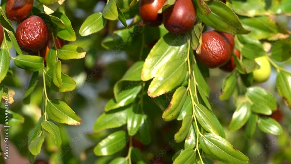 Jujube Orchard. Ripe fruit on the branches of the tree. Growing ...