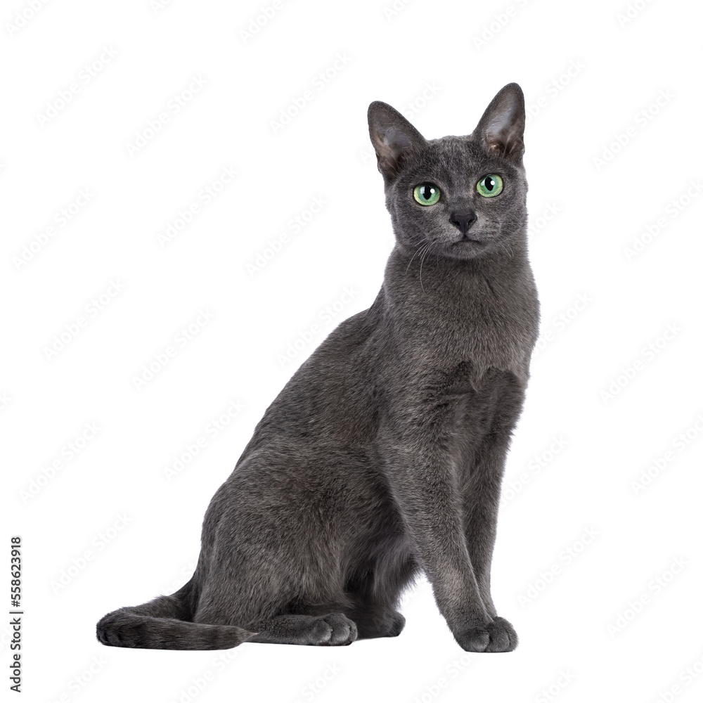 Young silver tipped Korat cat, sitting side ways. Looking towards ...