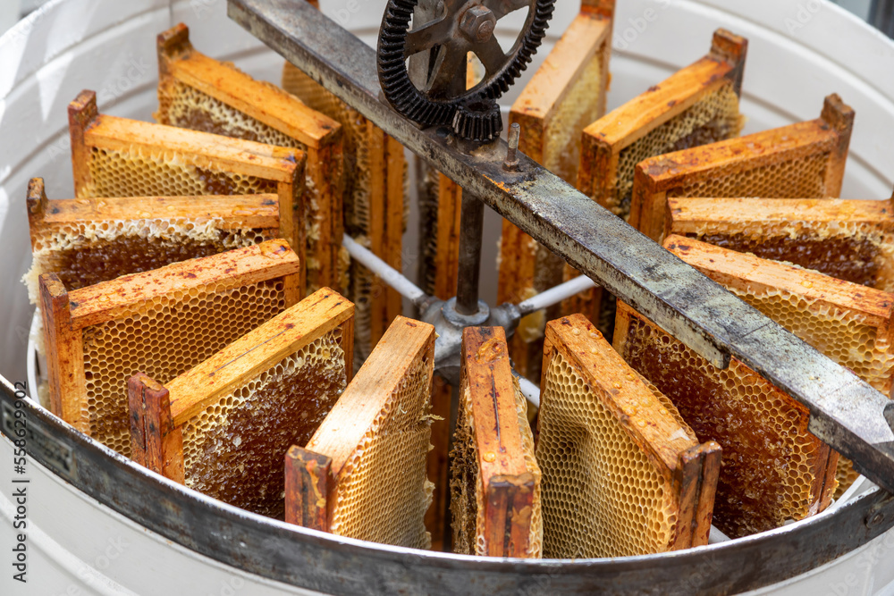 Apiculture - A la miellerie - Cadres remplis de miel rangés dans un ...