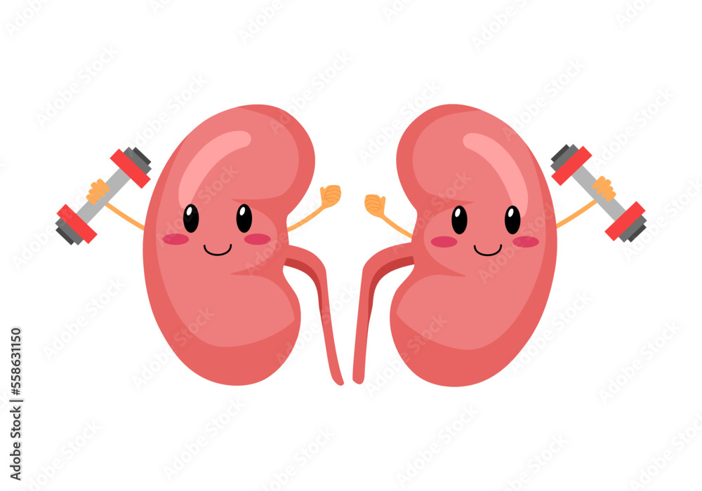 Cute kidney with dumbbells cartoon character in flat design on white ...