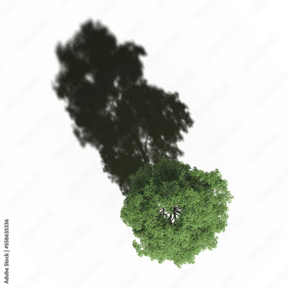 tree with a shadow under it, top view, isolate on a transparent ...