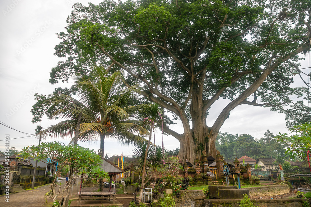 Large Banyan tree in Kayu Putih Tourism is located in Baru Village ...