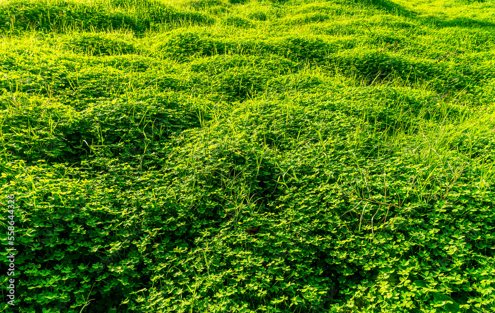 pattern of green valley landscape with young shiny grass, green nature ...