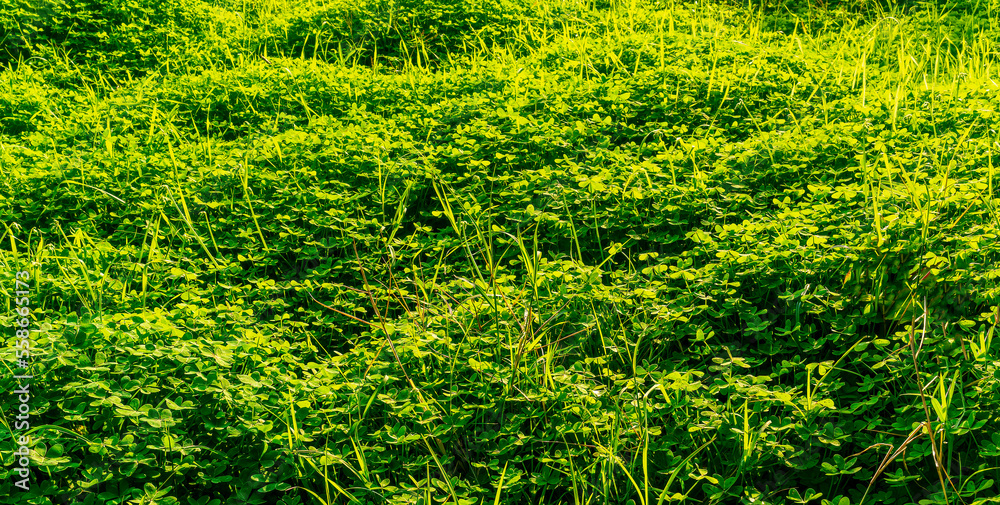 pattern of green valley landscape with young shiny grass, green nature ...