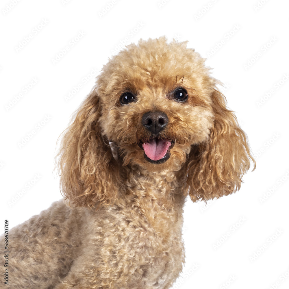 Head shot of adorable young adult apricot brown toy or miniature poodle ...