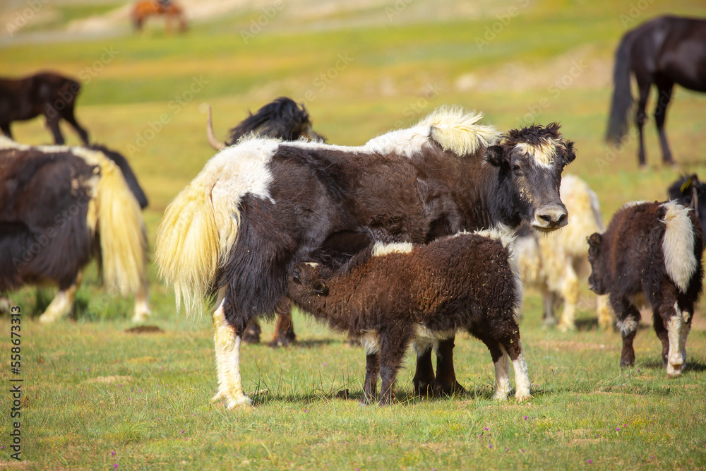 A herd of yaks graze in the mountains. Himalayan big yak in a beautiful ...