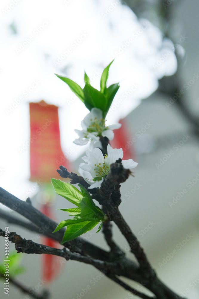 plum flower Prunus mume is a Chinese tree species classified in the ...