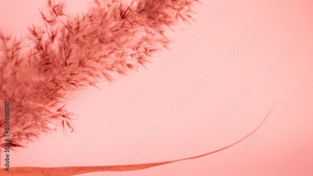 Pink pampas grass. On a light pink background. Soft, warm, banner ...