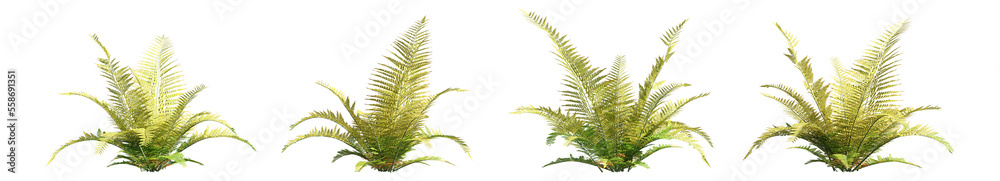 Set of fern plants, 3d rendering, transparent background. For ...