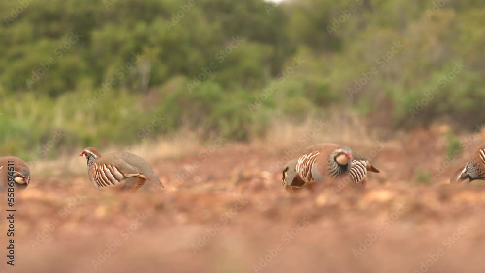 Flock of birds in habitat. Red-legged partridge, Alectoris rufa ...