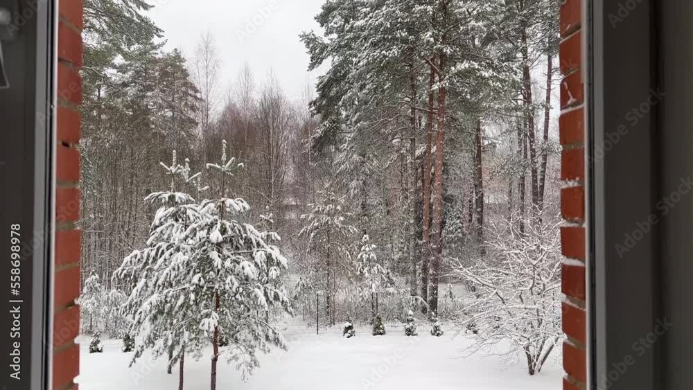 View throug the window of the snowy Pines at Winter Day. Snowy trees in ...