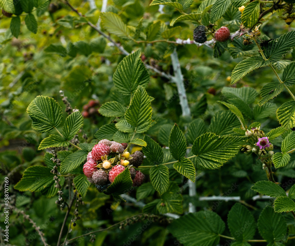 Mora Silvestre nativa de la zona andina del Ecuador Stock Photo | Adobe ...