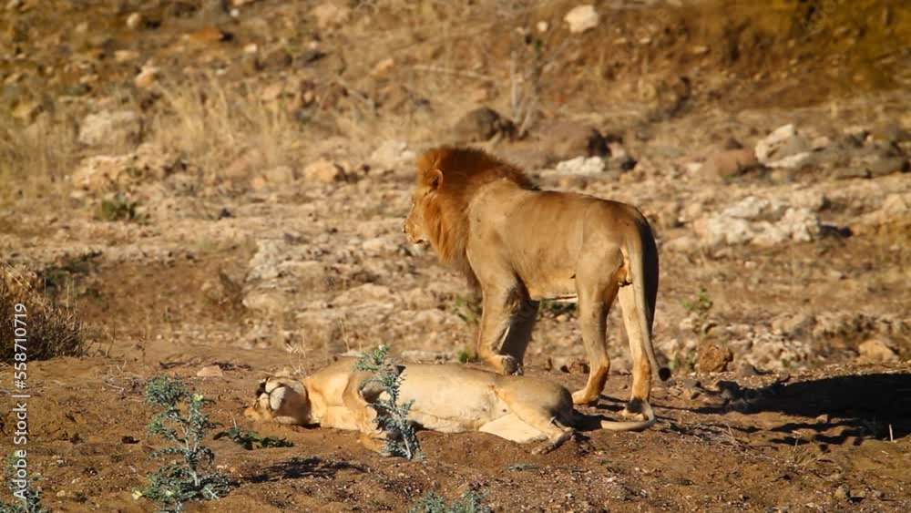 African lion couple mating at dawn in Kruger National park, South ...