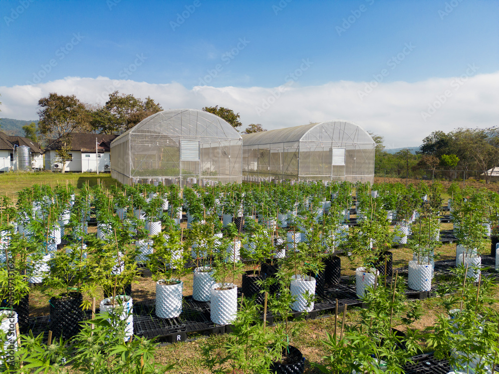 Aerial top view of outdoor marijuana field, hemp or cannabis plant ...