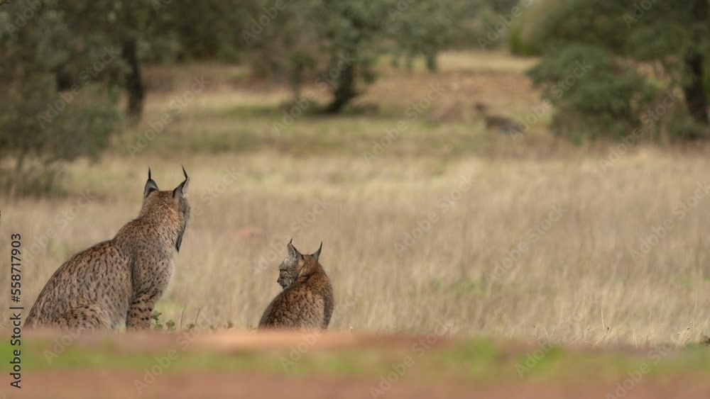 Iberian lynx, Lynx pardinus, wild cat young babe kitten endemic to ...