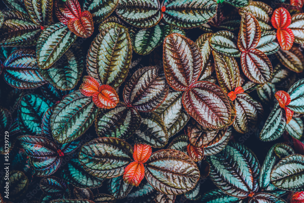 Beautiful colorful texture. Natural background. Botanical garden Stock ...