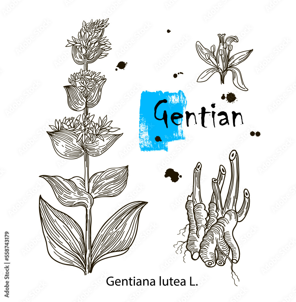 Vector of hand drawn gentian isolated on white background. Outline ...