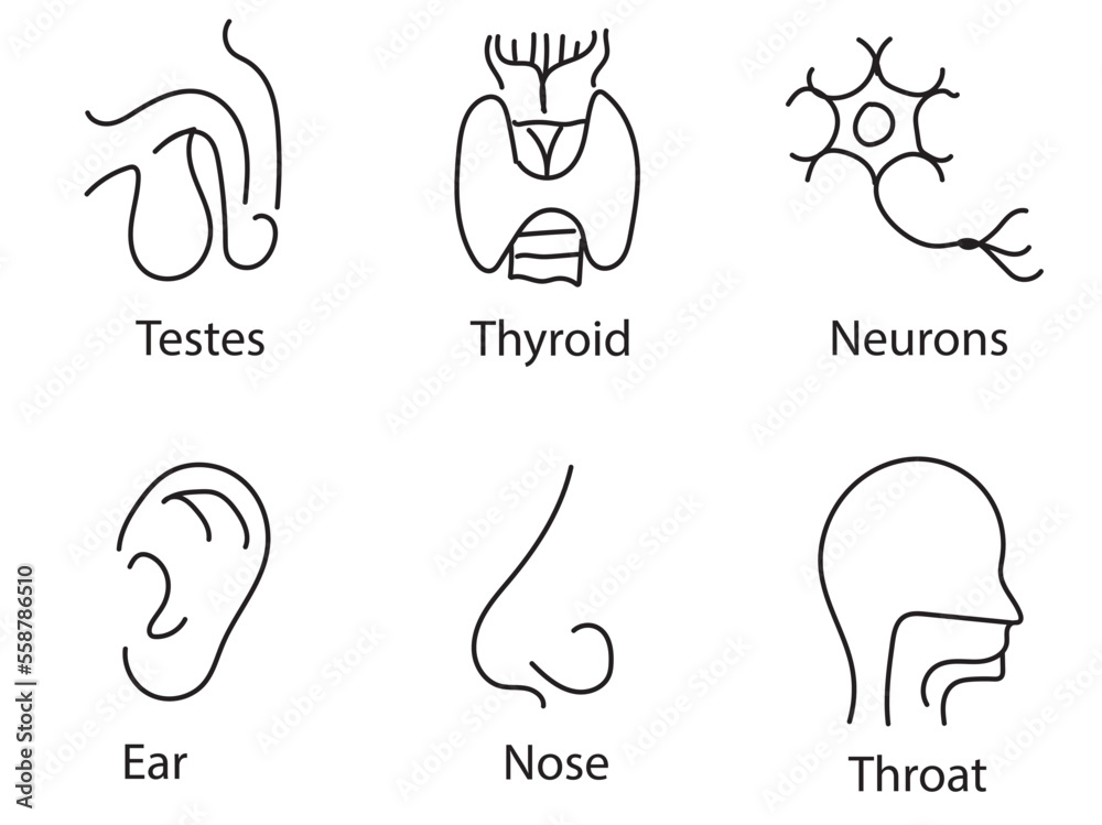 Human internal organs. Vector sketch isolated illustration. Hand drawn ...