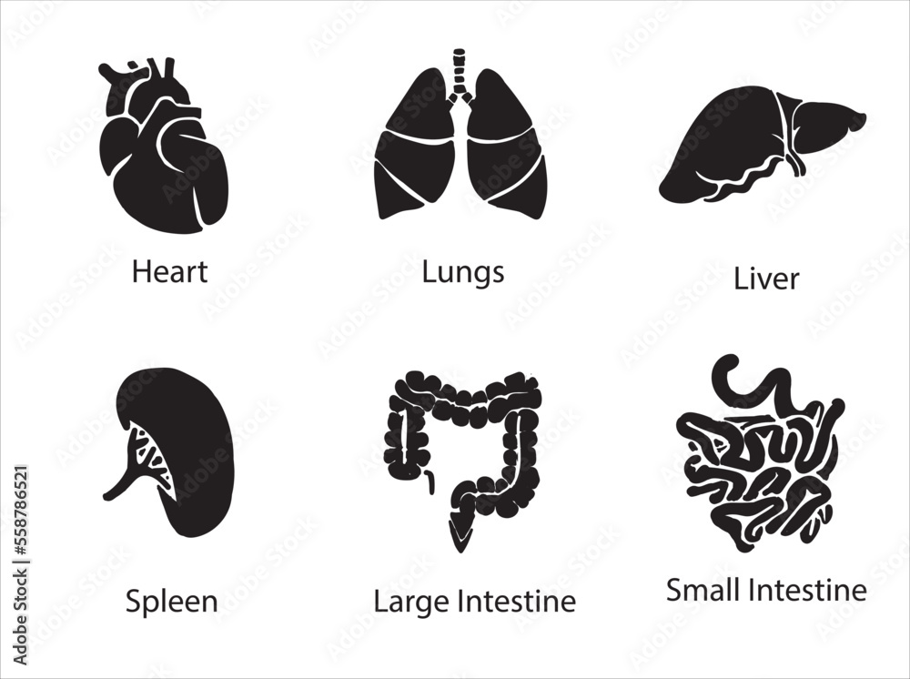 Human internal organs. Vector sketch isolated illustration. Hand drawn ...