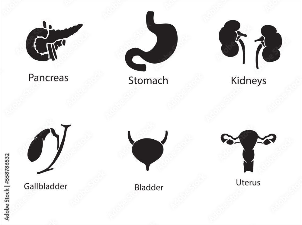 Human internal organs. Vector sketch isolated illustration. Hand drawn ...