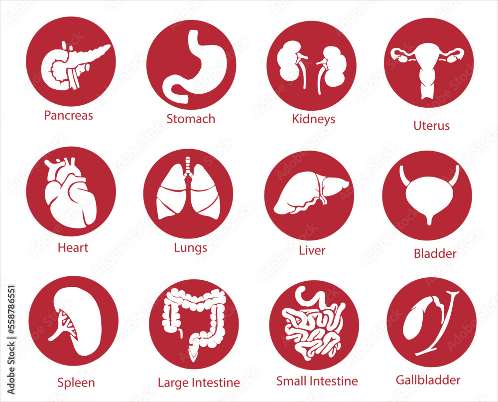 Human internal organs. Vector sketch isolated illustration. Hand drawn ...