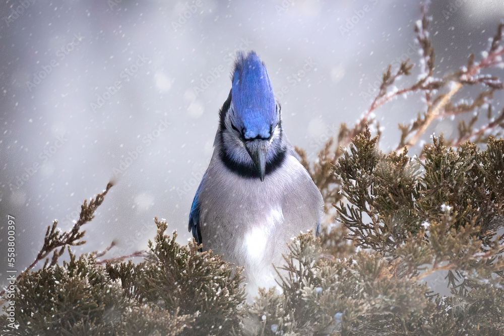 Tough day to be a Blue Jay (Cyanocitta cristata) hunkers in a juniper ...